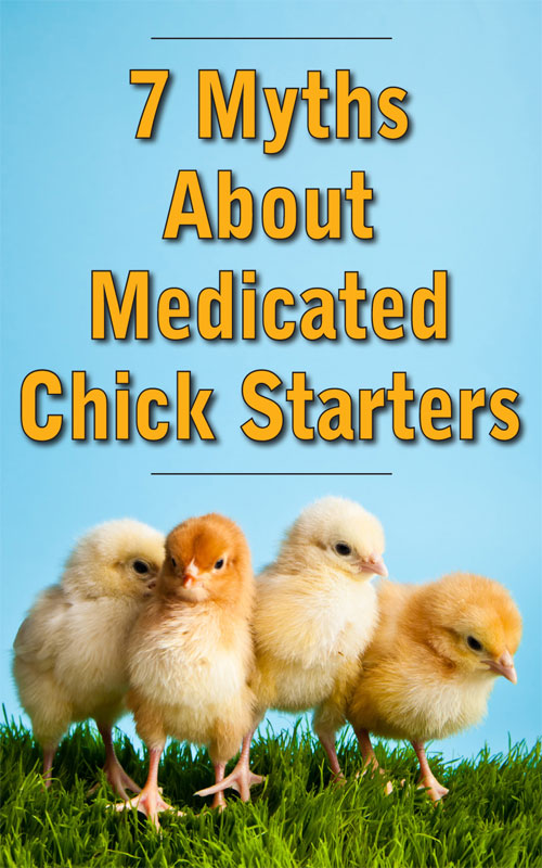 Busting 7 Myths About Medicated Chick Starters - Backyard Poultry